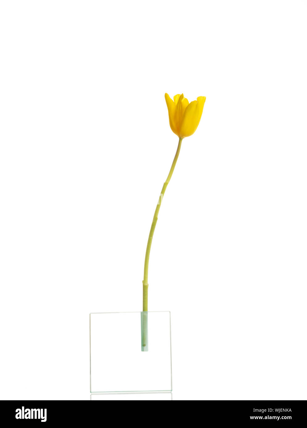 One separated tulip flower. Isolated on white Stock Photo - Alamy