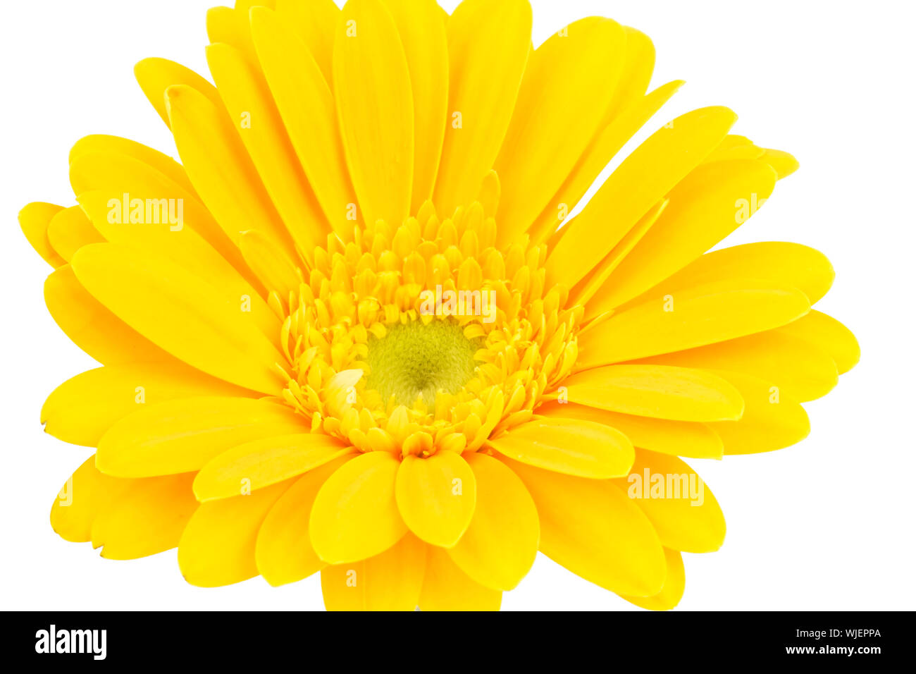 yellow gerbera daisy Stock Photo - Alamy