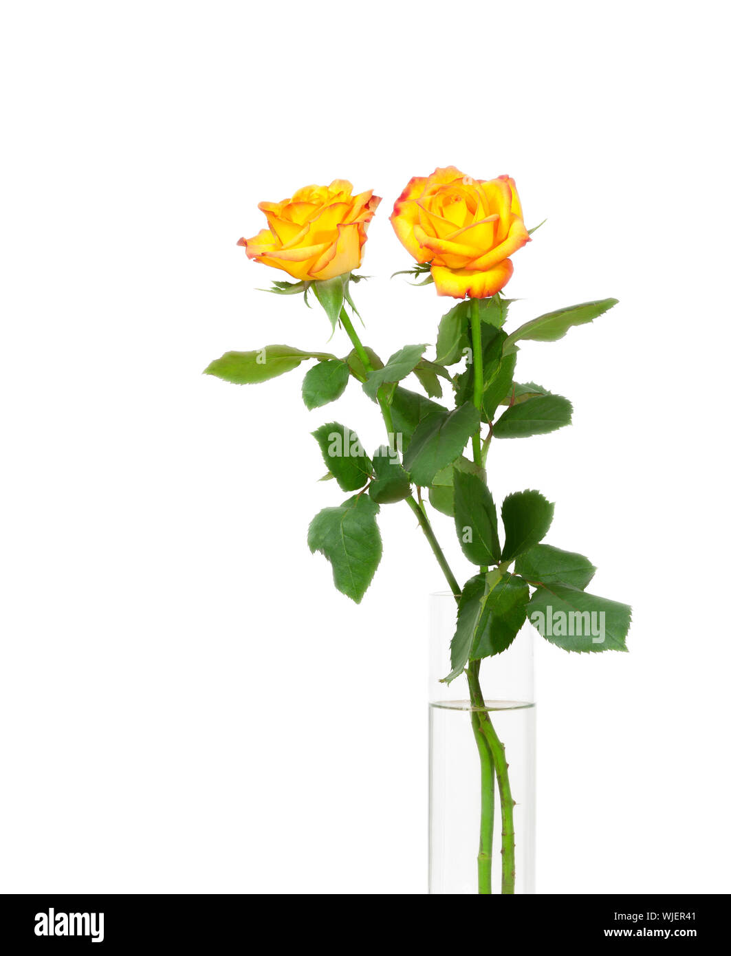 Closeup two red roses Cut Out Stock Images & Pictures - Alamy