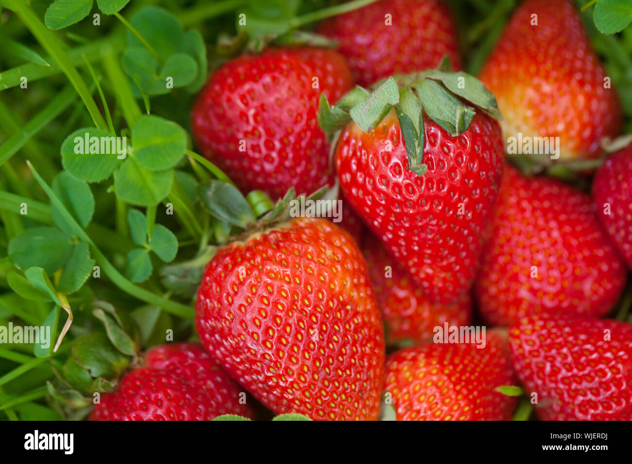 strawberries lying on green grass Stock Photo - Alamy
