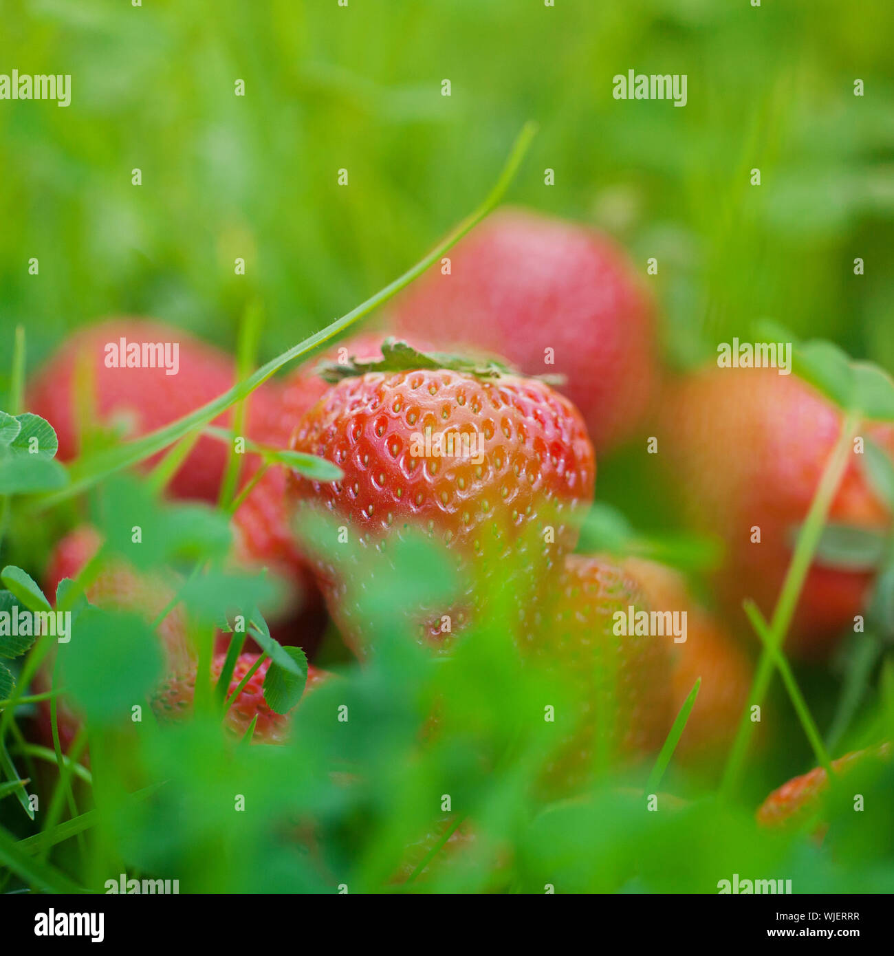 strawberries lying on green grass Stock Photo - Alamy