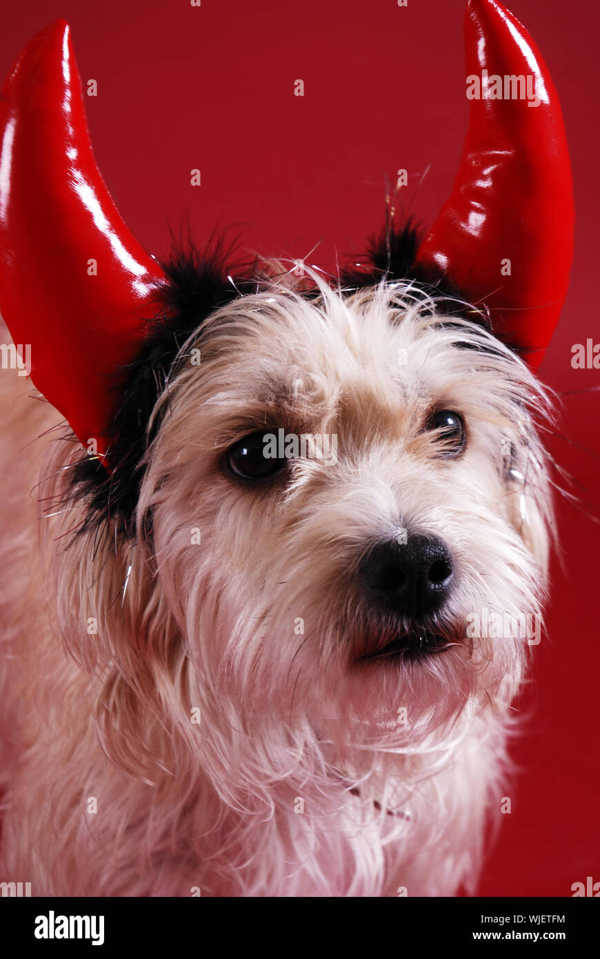 A dog wearing a devil horns halloween costume Stock Photo - Alamy