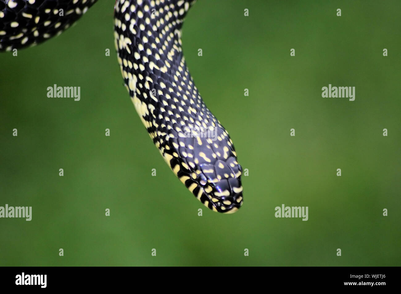 Bright snake hi-res stock photography and images - Alamy