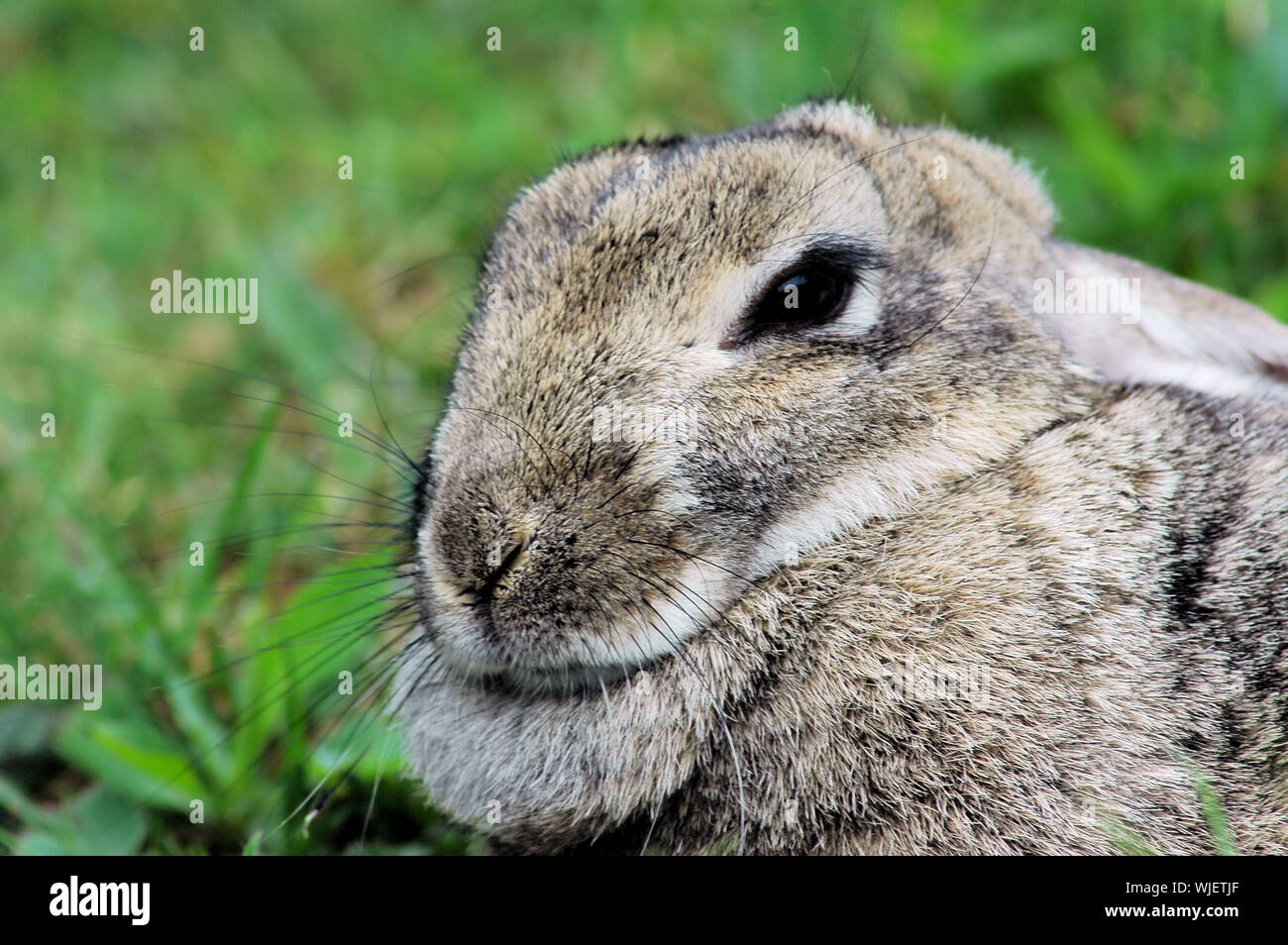 Snowshoe hare hopping hi-res stock photography and images - Alamy