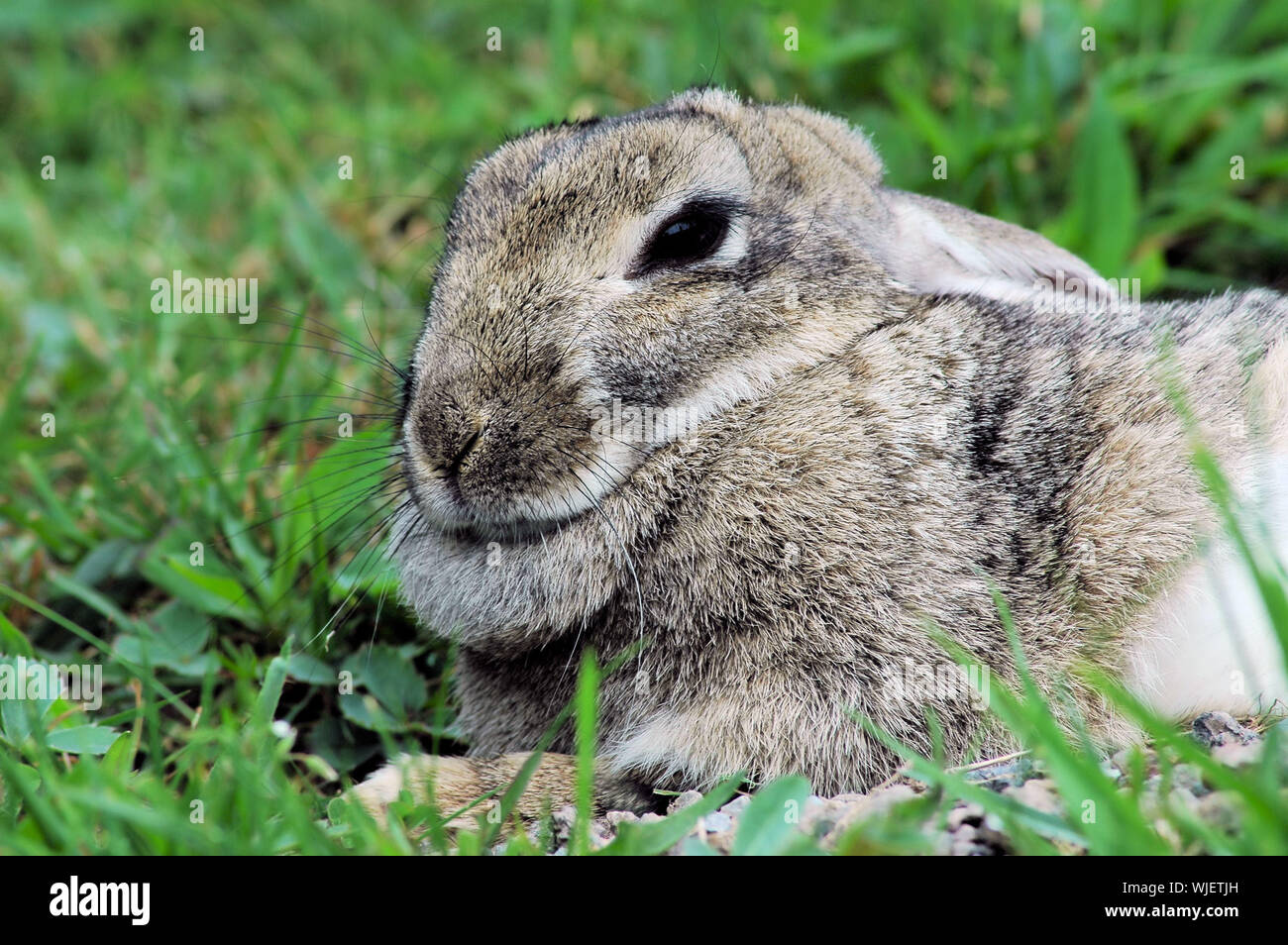 Snowshoe hare hopping hi-res stock photography and images - Alamy