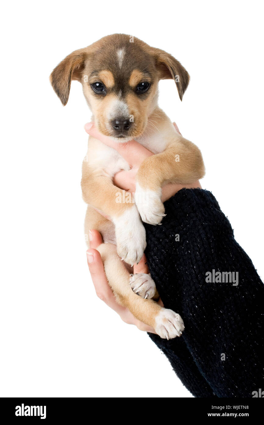 Female hands holding a beautiful and cute puppy Stock Photo - Alamy