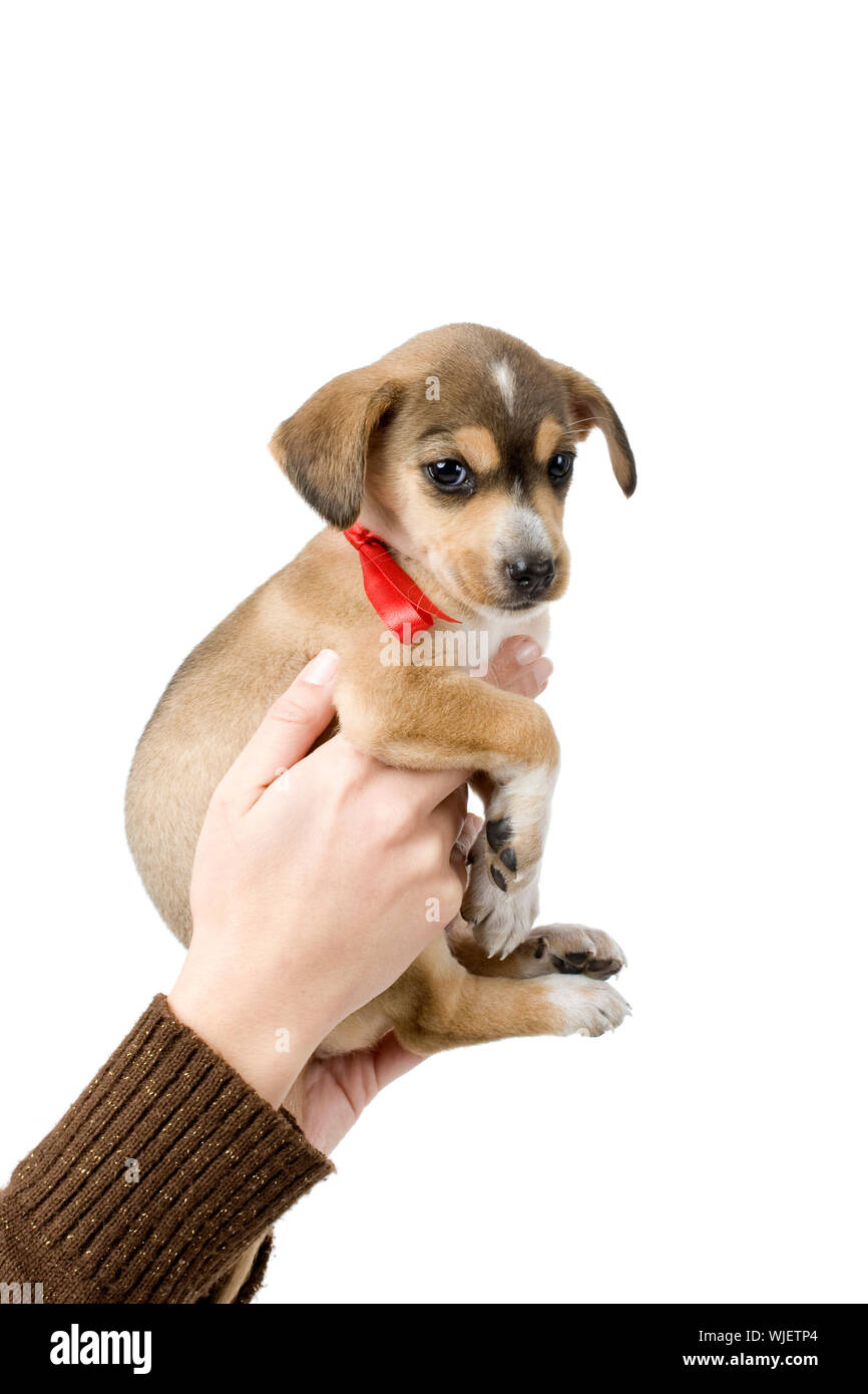 Female hands holding a beautiful and cute puppy Stock Photo - Alamy