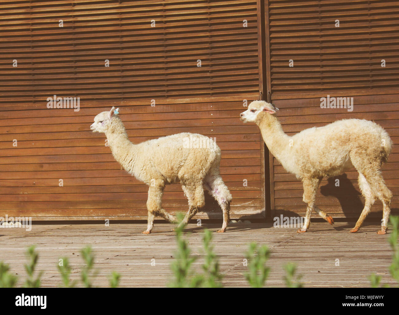 Side View Of Llamas Walking By Barn Stock Photo - Alamy