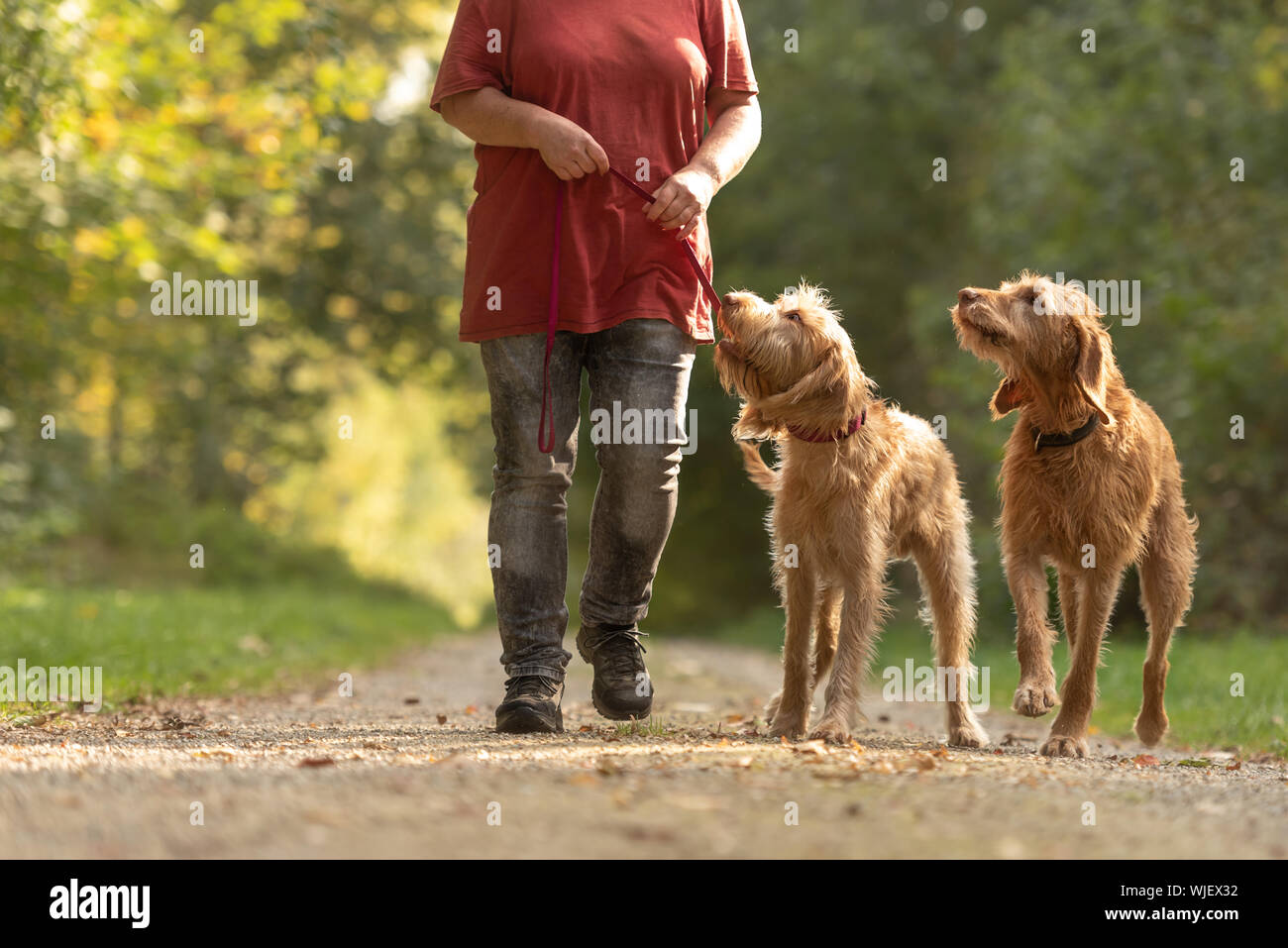 Dog owner goes for a walk with two dogs Stock Photo - Alamy