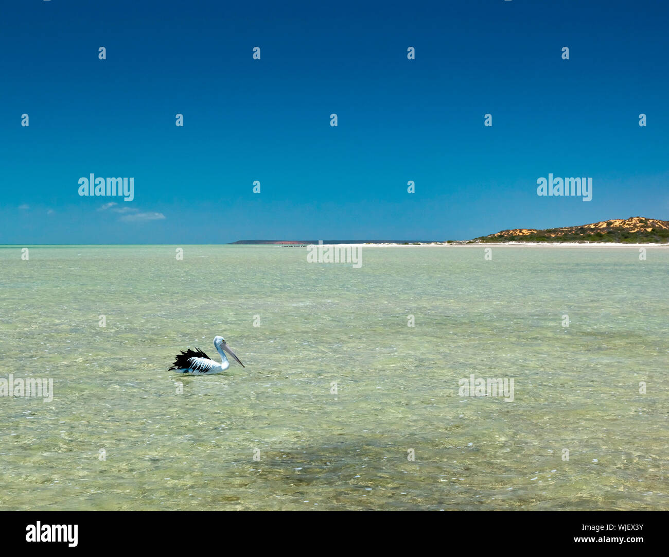 An image of a nice swmming pelican Stock Photo - Alamy