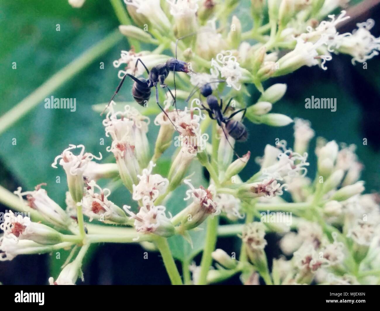 Close up ants head hi-res stock photography and images - Alamy