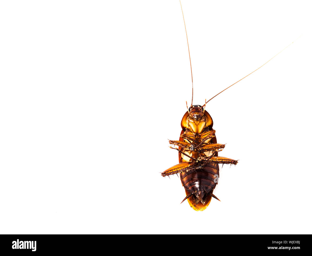 Cockroach dead cockroach hi-res stock photography and images - Alamy