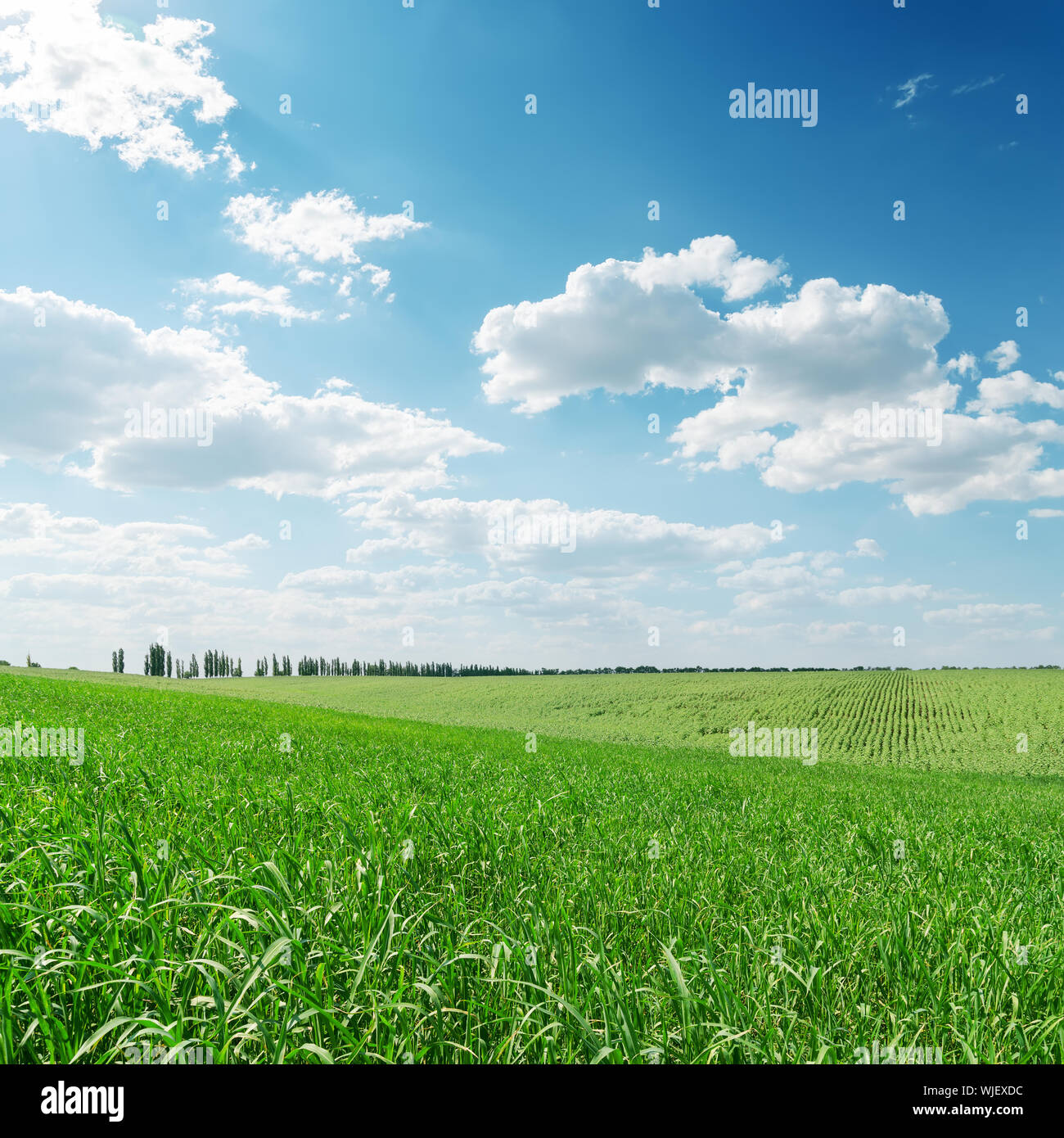 green grass field and clouds over it Stock Photo - Alamy