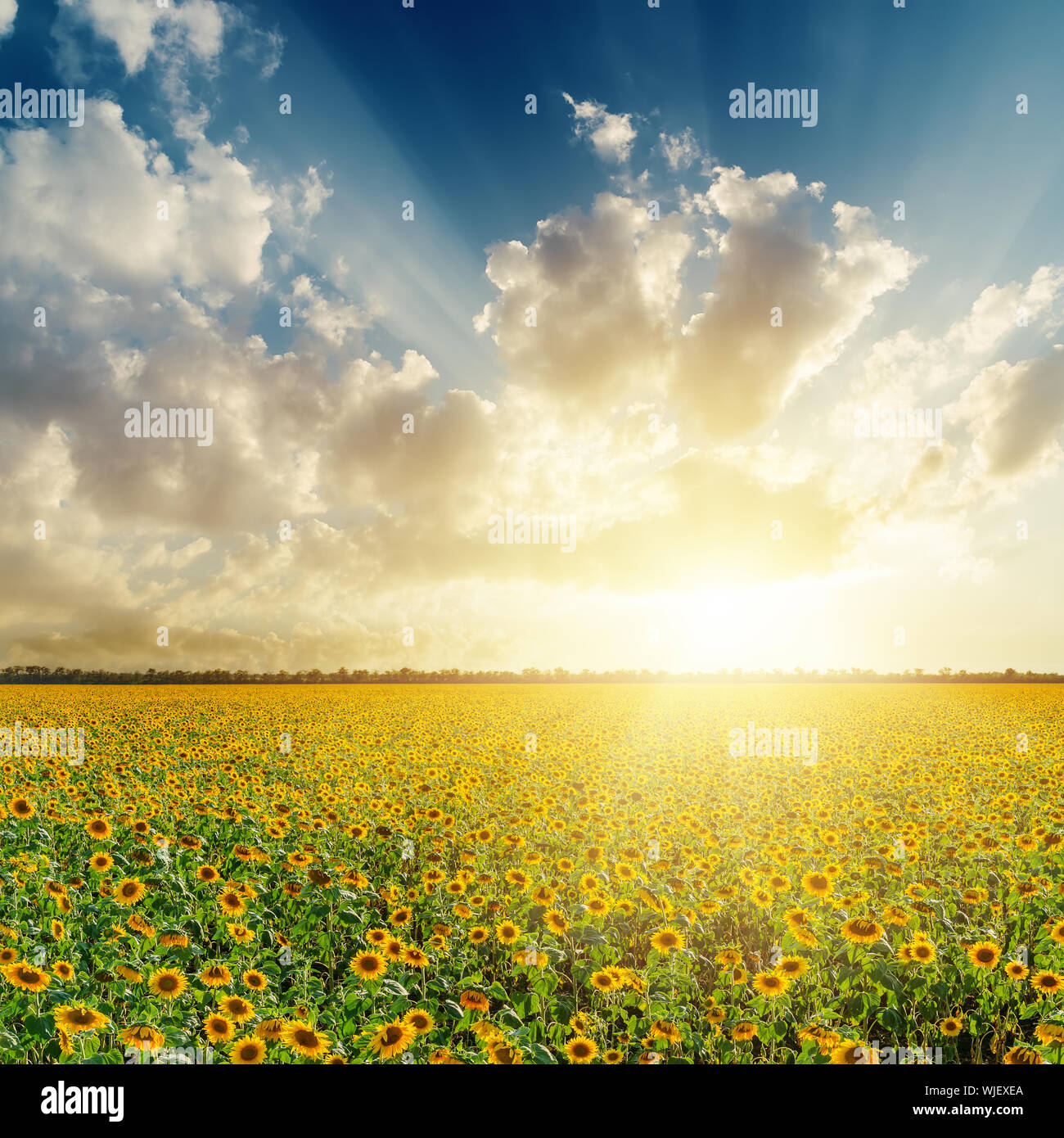 cloudy sunset over field with sunflowers Stock Photo - Alamy