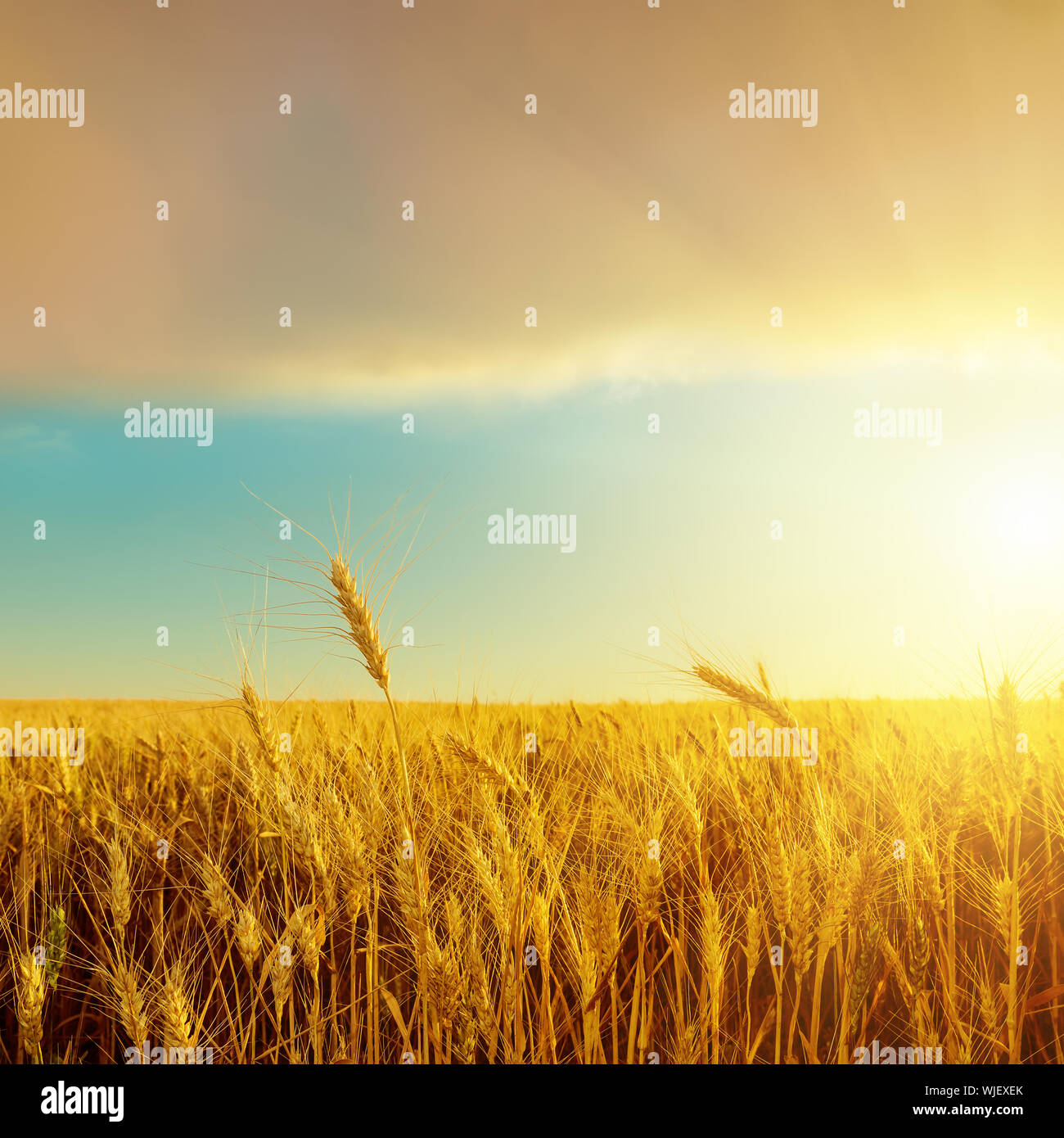 harvest field and sunset over it Stock Photo - Alamy