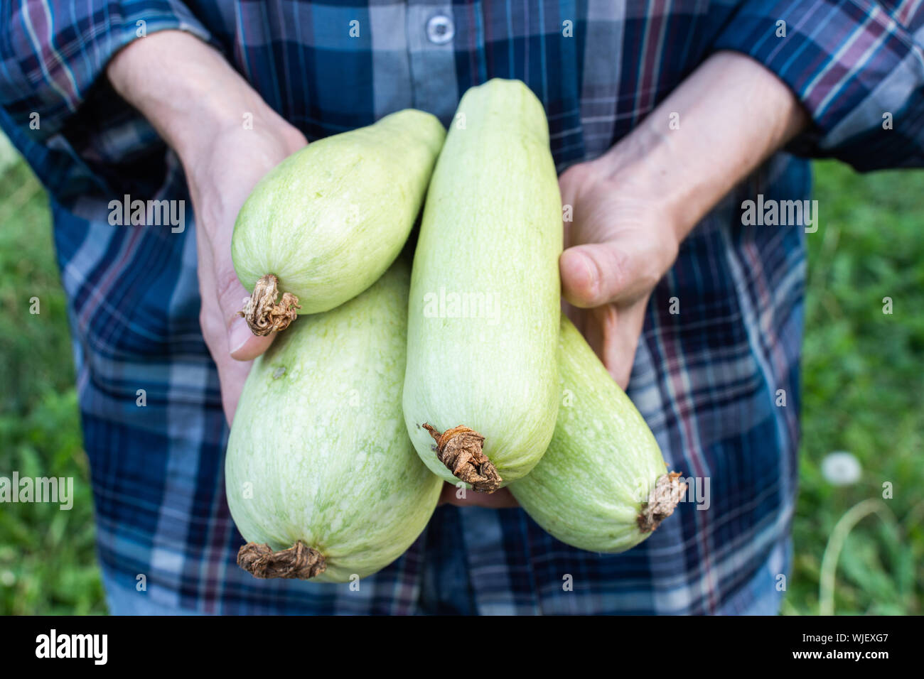 Farmer holds a fresh crop of zucchini in his hands, organic vegetables ...