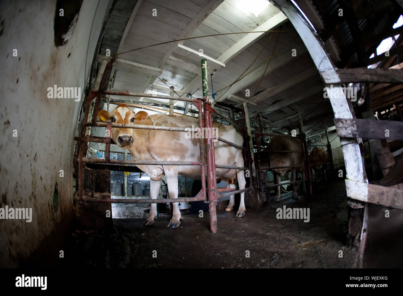 Cow waiting to be milked on a dairy farm Stock Photo - Alamy
