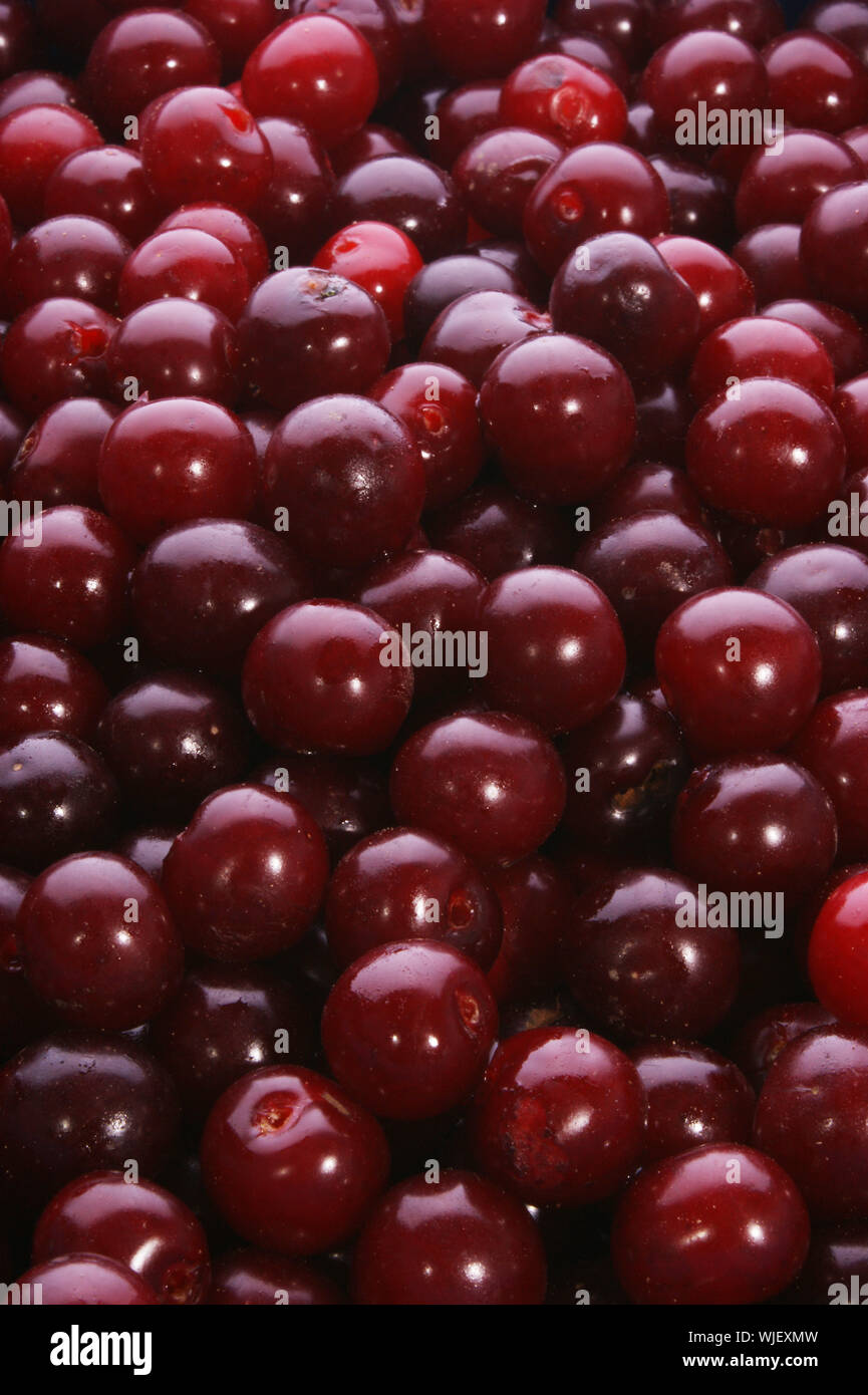 some healthy and fresh cherries from the garden Stock Photo - Alamy