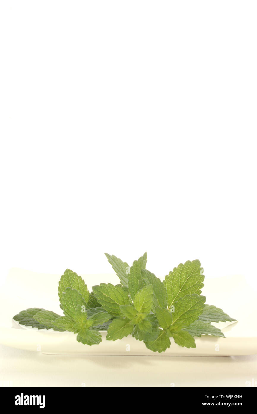 lemon balm perfect as spice in every kitchen Stock Photo - Alamy
