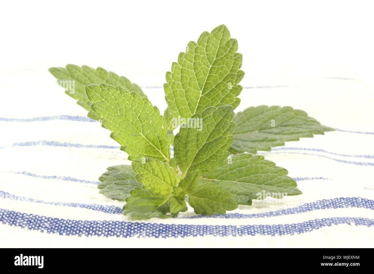 lemon balm perfect as spice in every kitchen Stock Photo - Alamy