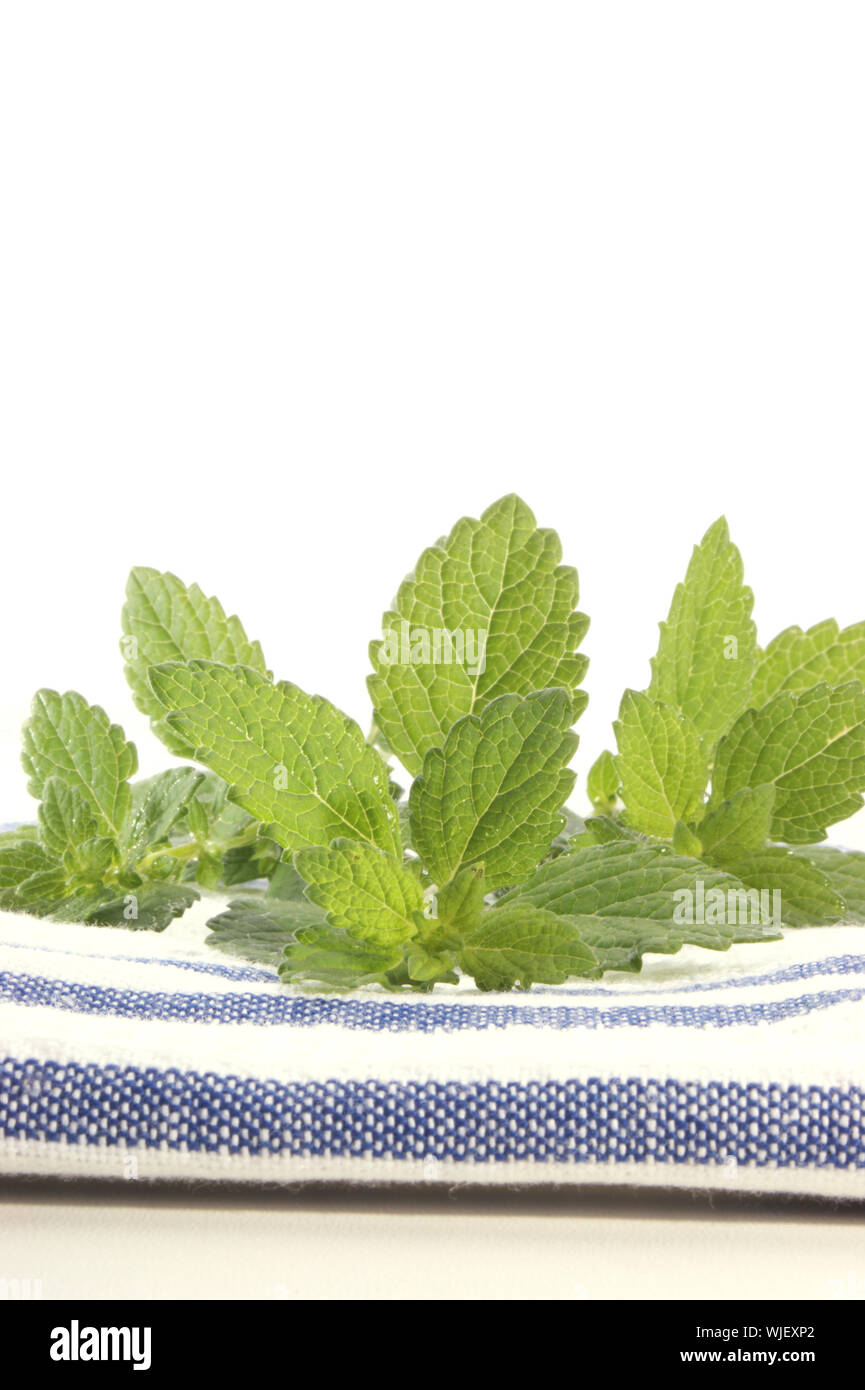 lemon balm perfect as spice in every kitchen Stock Photo - Alamy