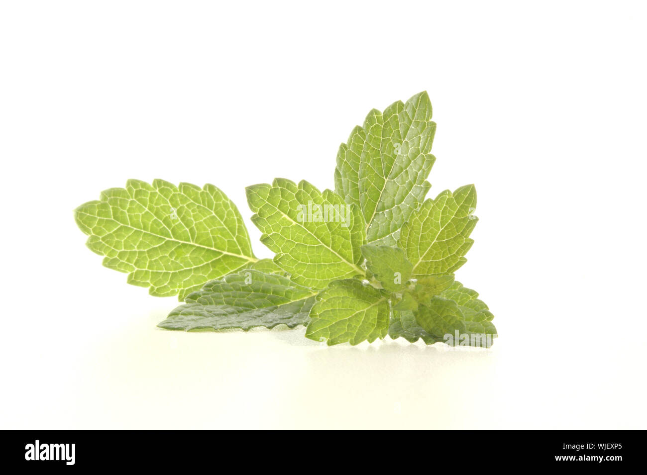 lemon balm perfect as spice in every kitchen Stock Photo - Alamy