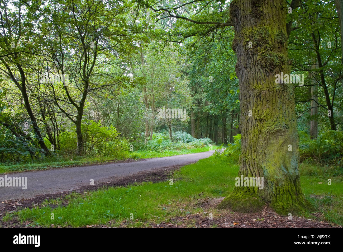 fresh green forest with path running trough Stock Photo - Alamy