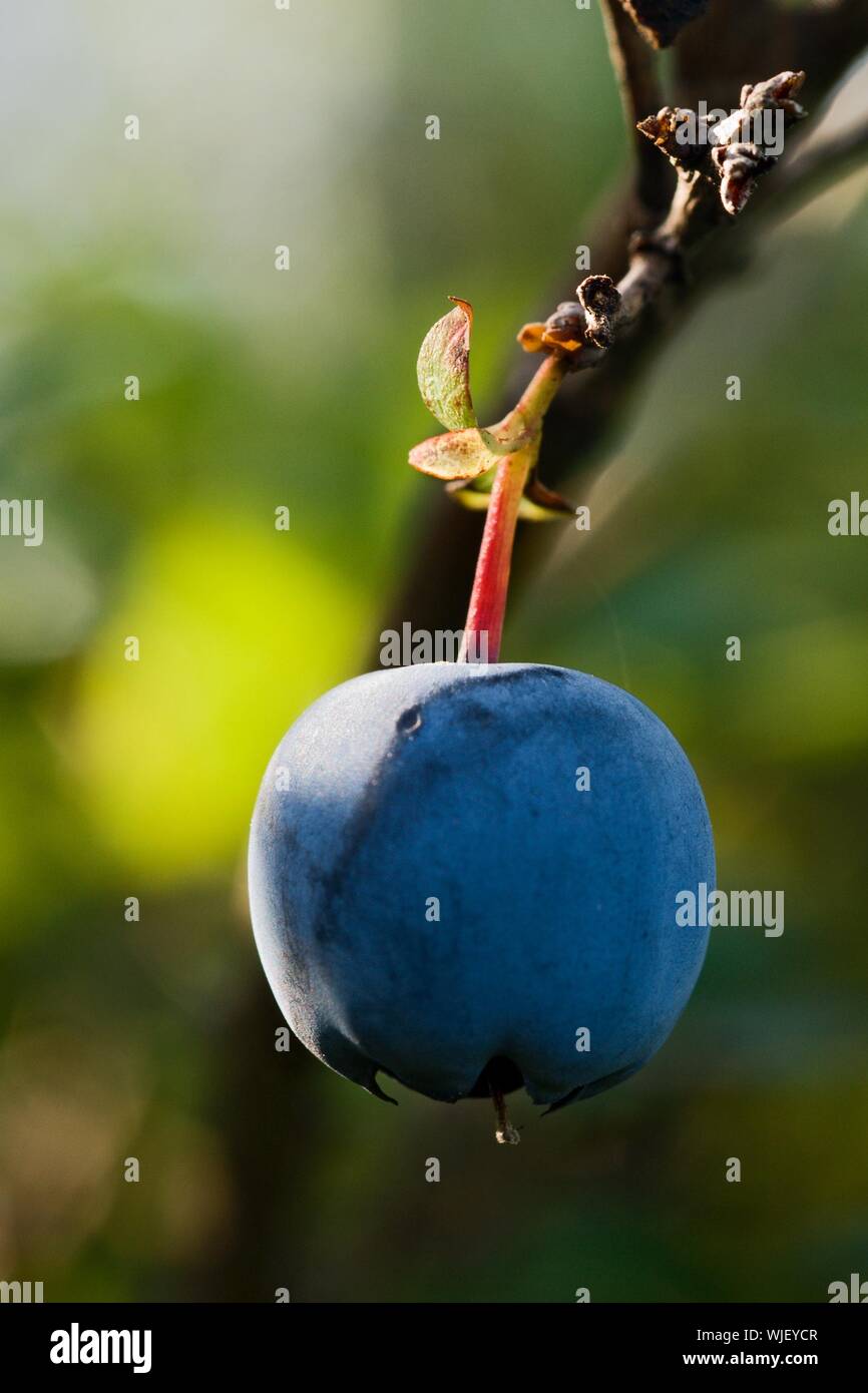 Blueberry close up with softly dim background Stock Photo - Alamy