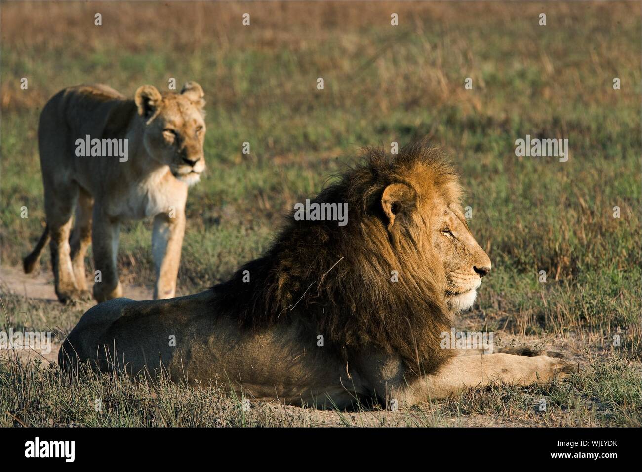 Lion and lioness. A lying lion and approaching to him on a background a ...