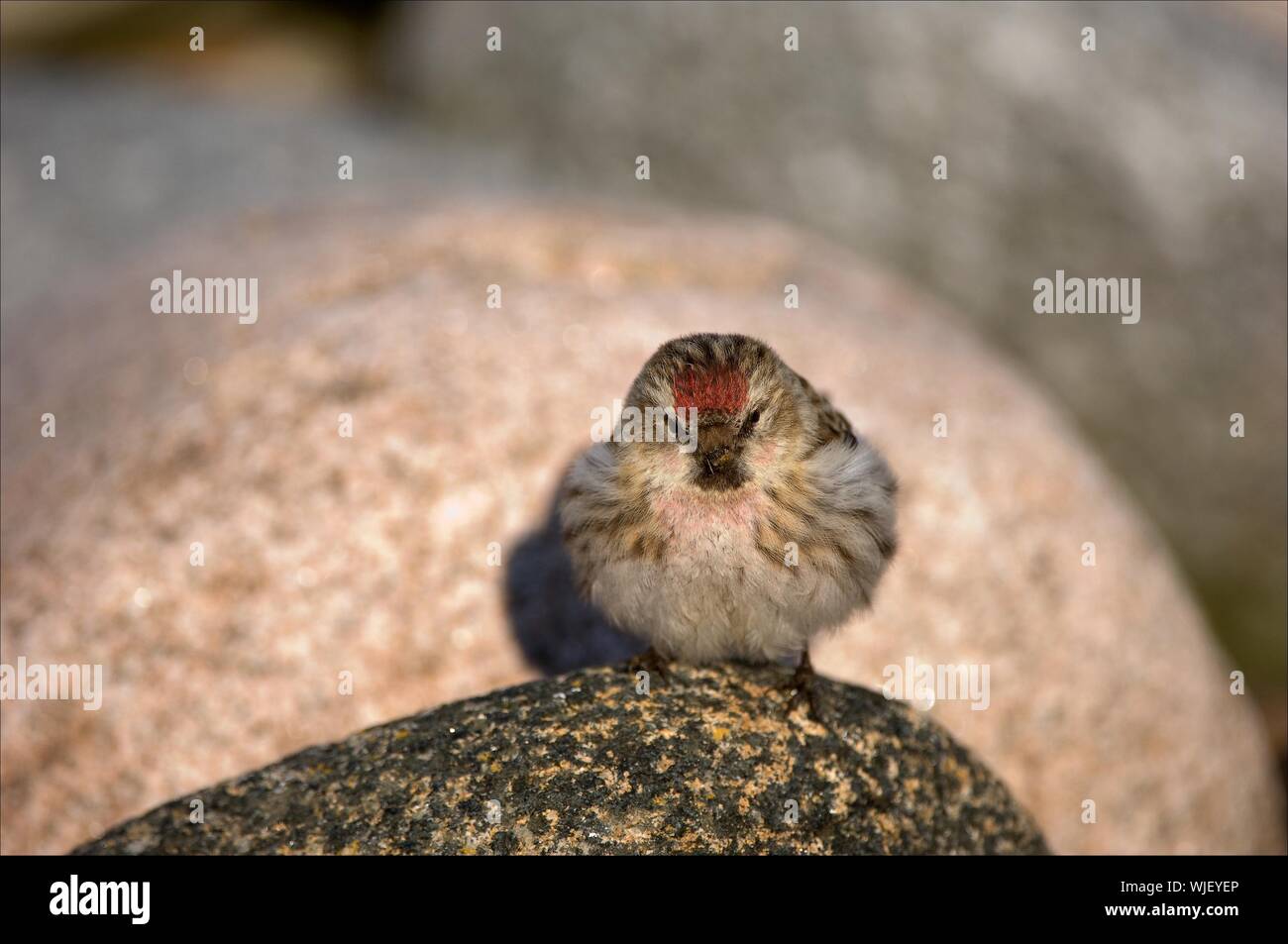 Little puff ball hi-res stock photography and images - Alamy