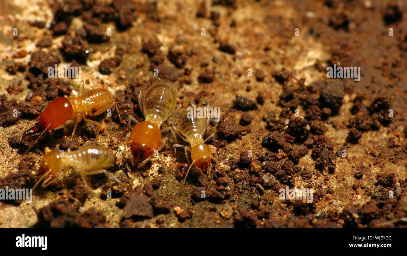 Wild termites hi-res stock photography and images - Alamy