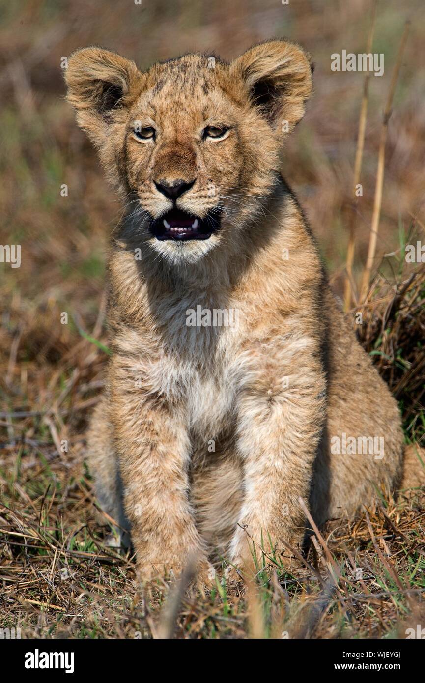 Lion cub face vertical hi-res stock photography and images - Alamy