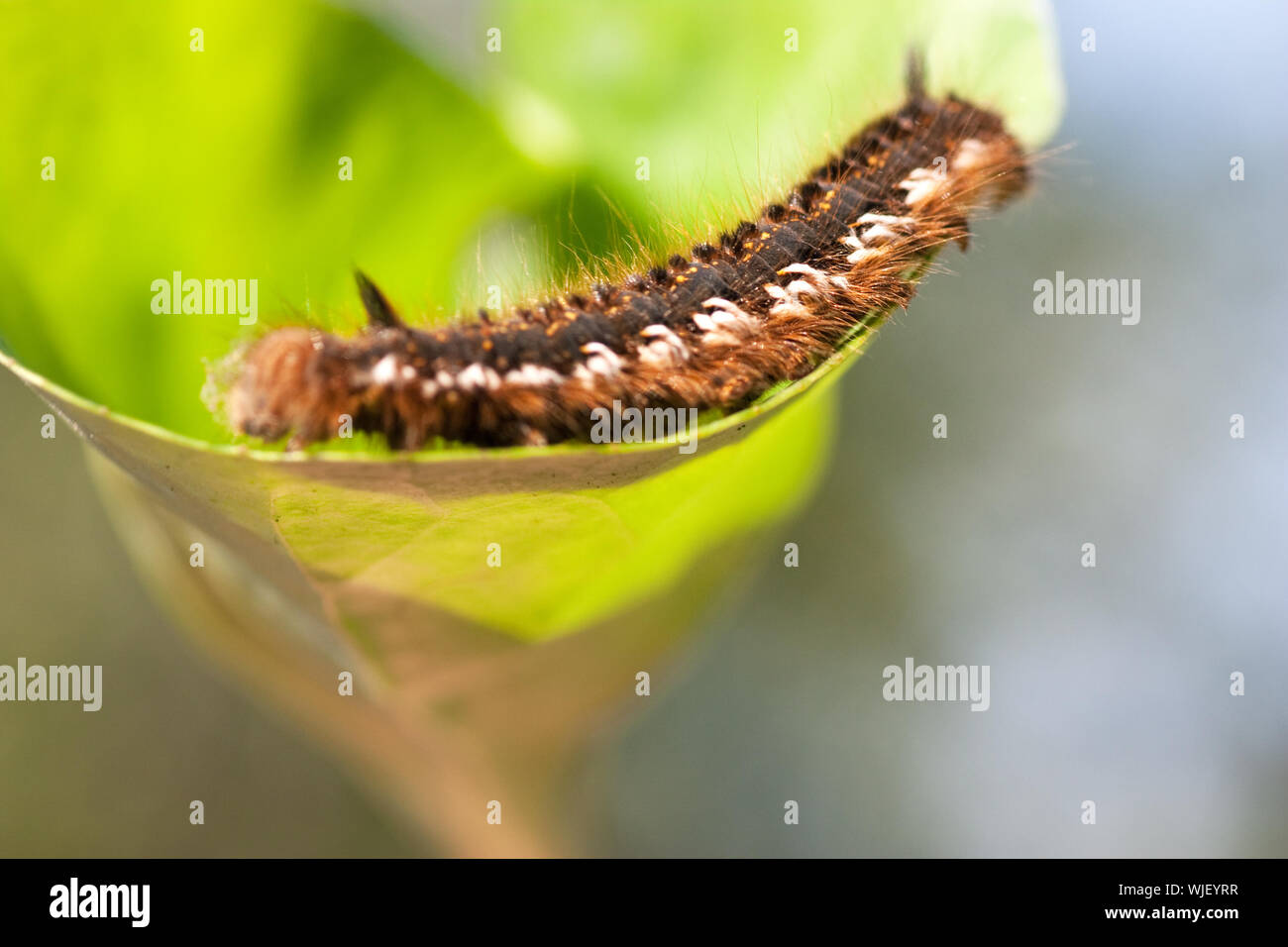 Insect life cycle hi-res stock photography and images - Alamy