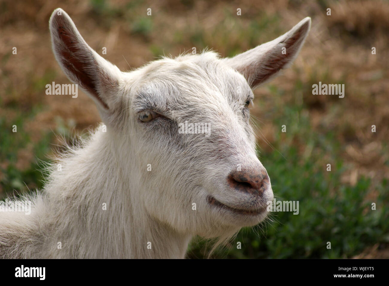 portrait of a young white hornless goat Stock Photo - Alamy