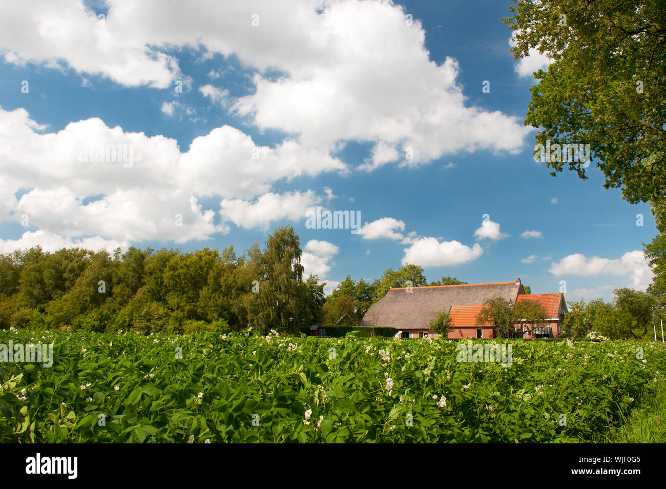 farm house in landscape with potatoes in agriculture fields Stock Photo ...