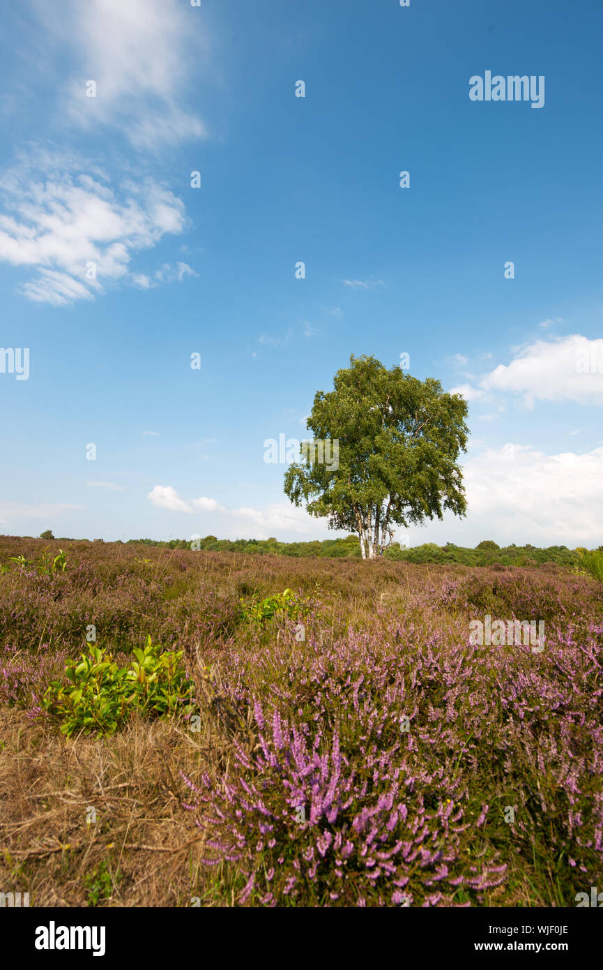 Purple heather landscape with tree at the horizon Stock Photo - Alamy