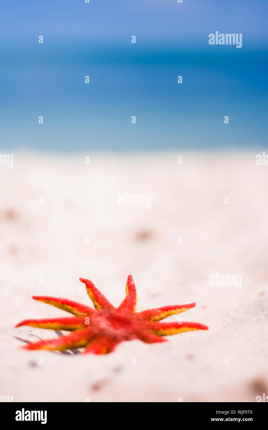 red starfish on the beach Stock Photo - Alamy