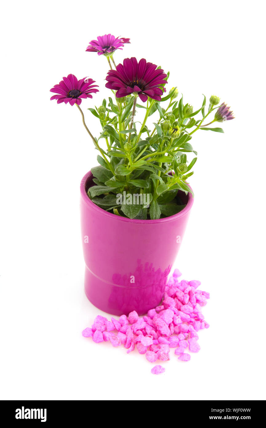 Spanish Daisies in pink flower pot isolated over white Stock Photo - Alamy