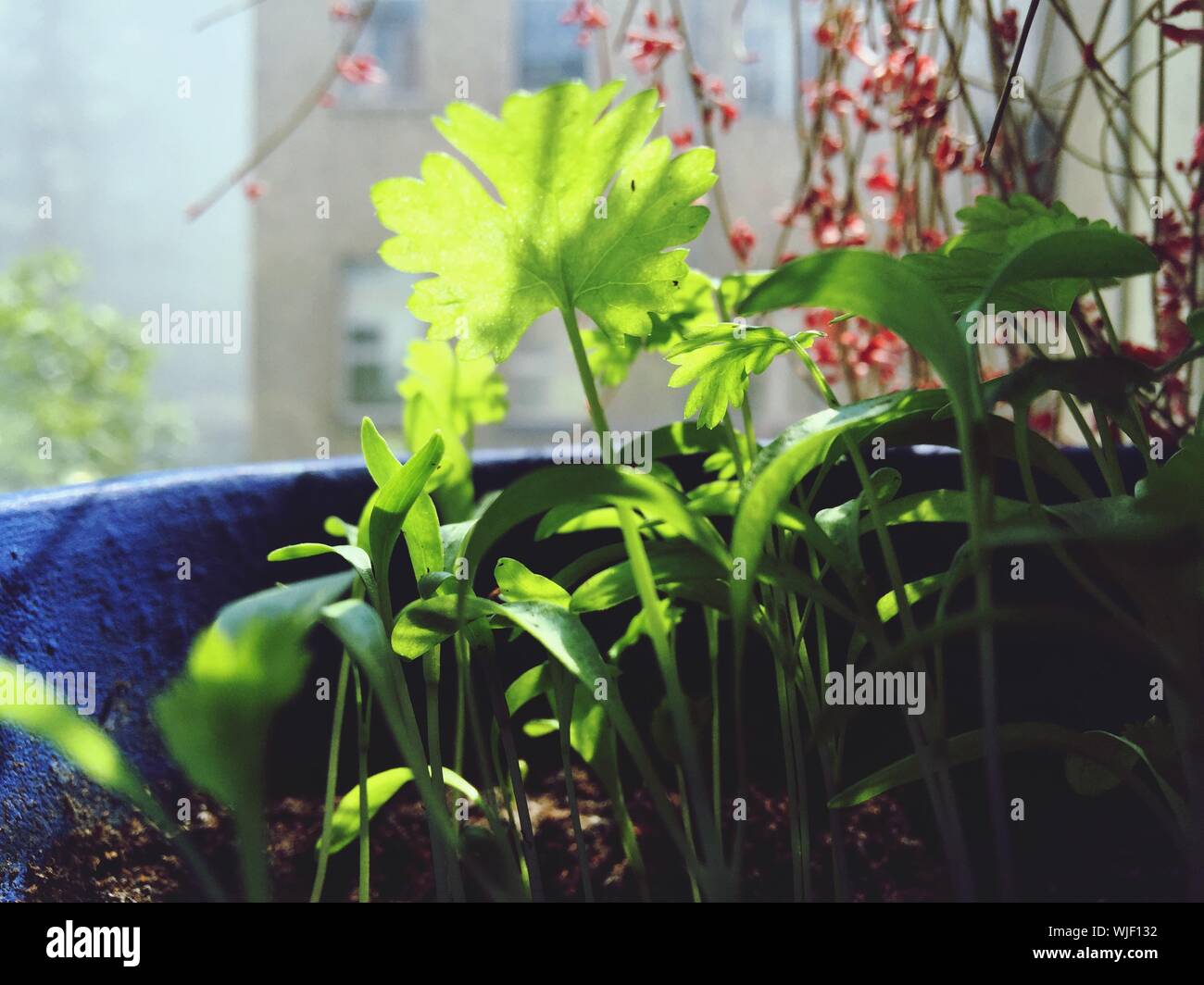 The coriander plant hi-res stock photography and images - Alamy