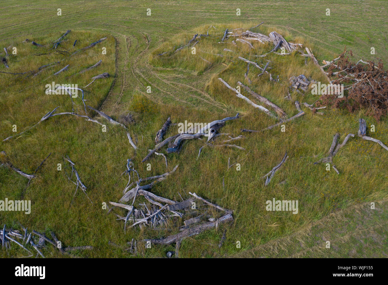 An arrangement of dead tree branches in a field in rural New South ...