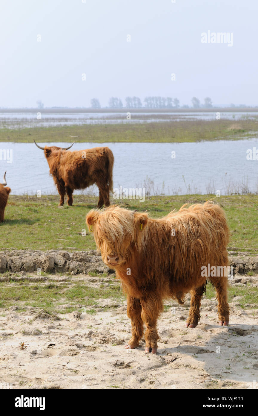 scottish Highlander cattle in river landscape Stock Photo - Alamy