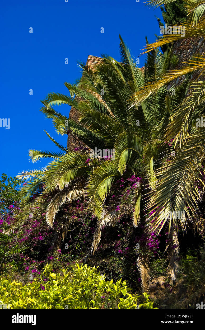 Palm tree with purple flowers around it on Malaga, Spain Stock Photo ...