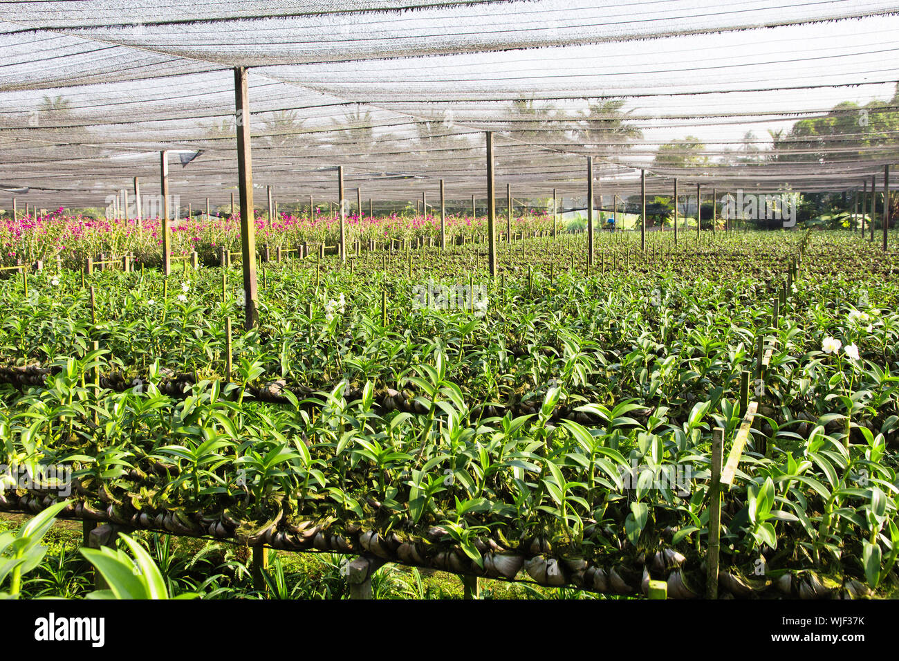 Orchid farm hi-res stock photography and images - Alamy