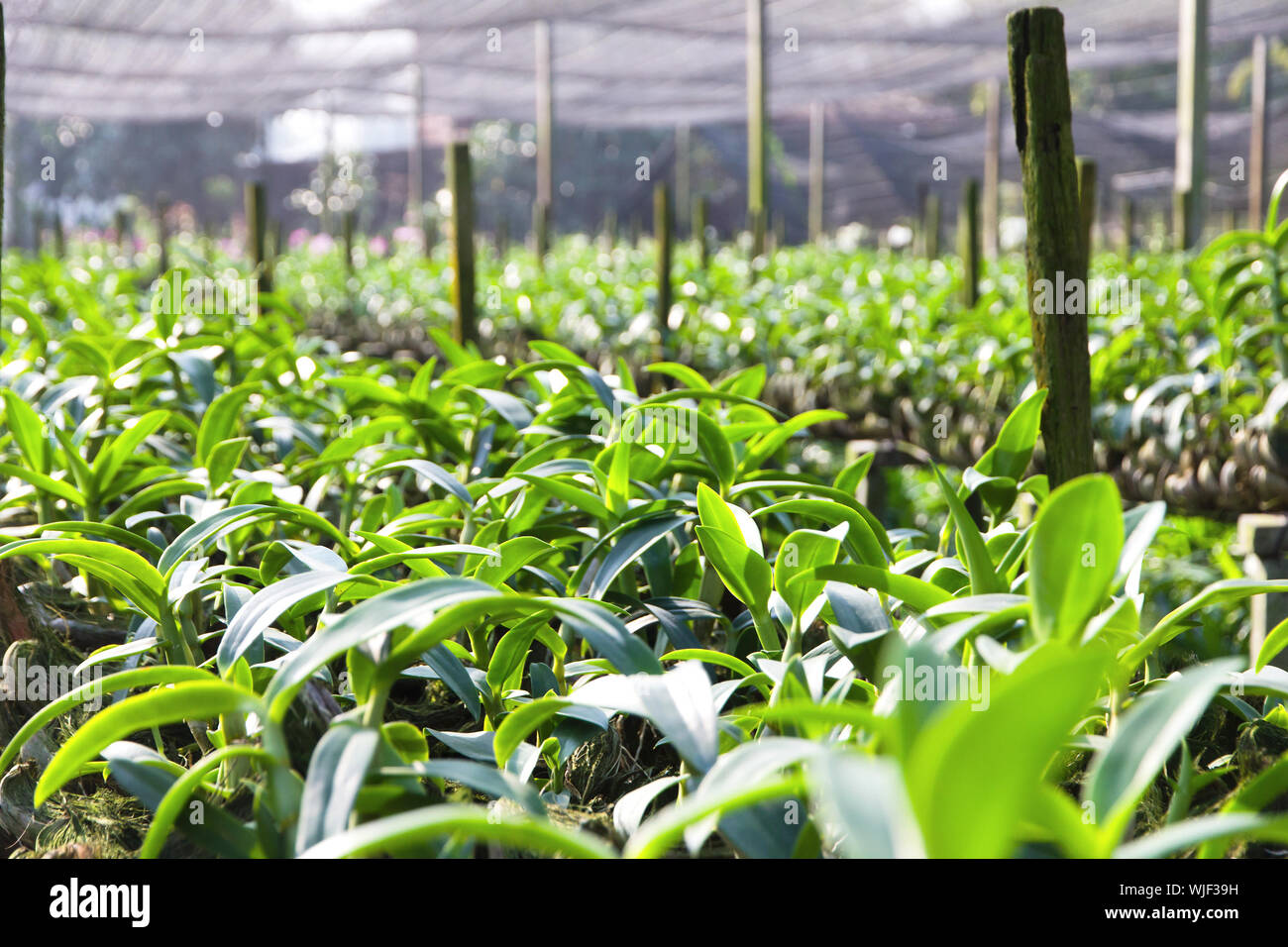 Orchid farm hi-res stock photography and images - Alamy