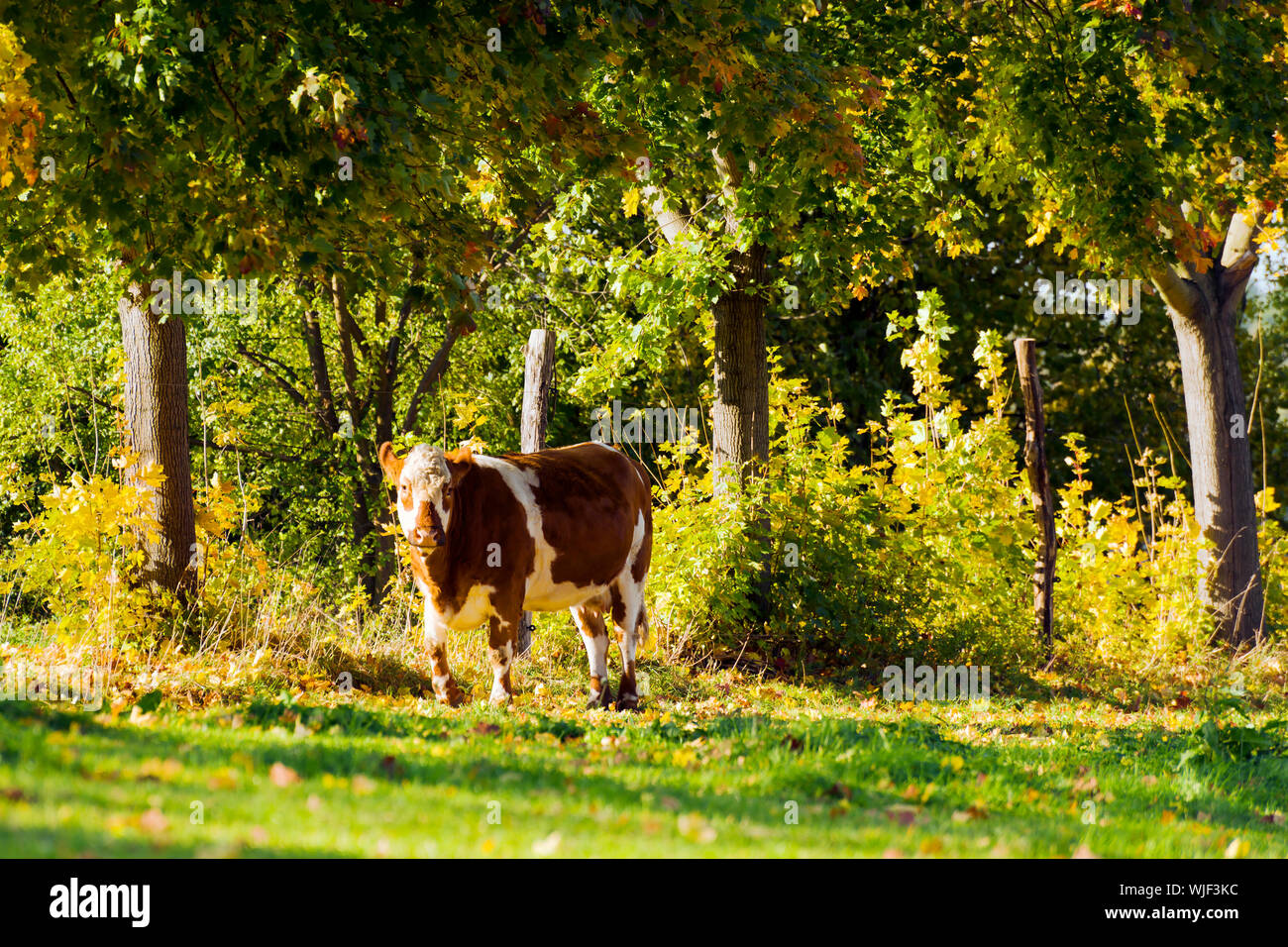 Saxon switzerland animals hi-res stock photography and images - Alamy