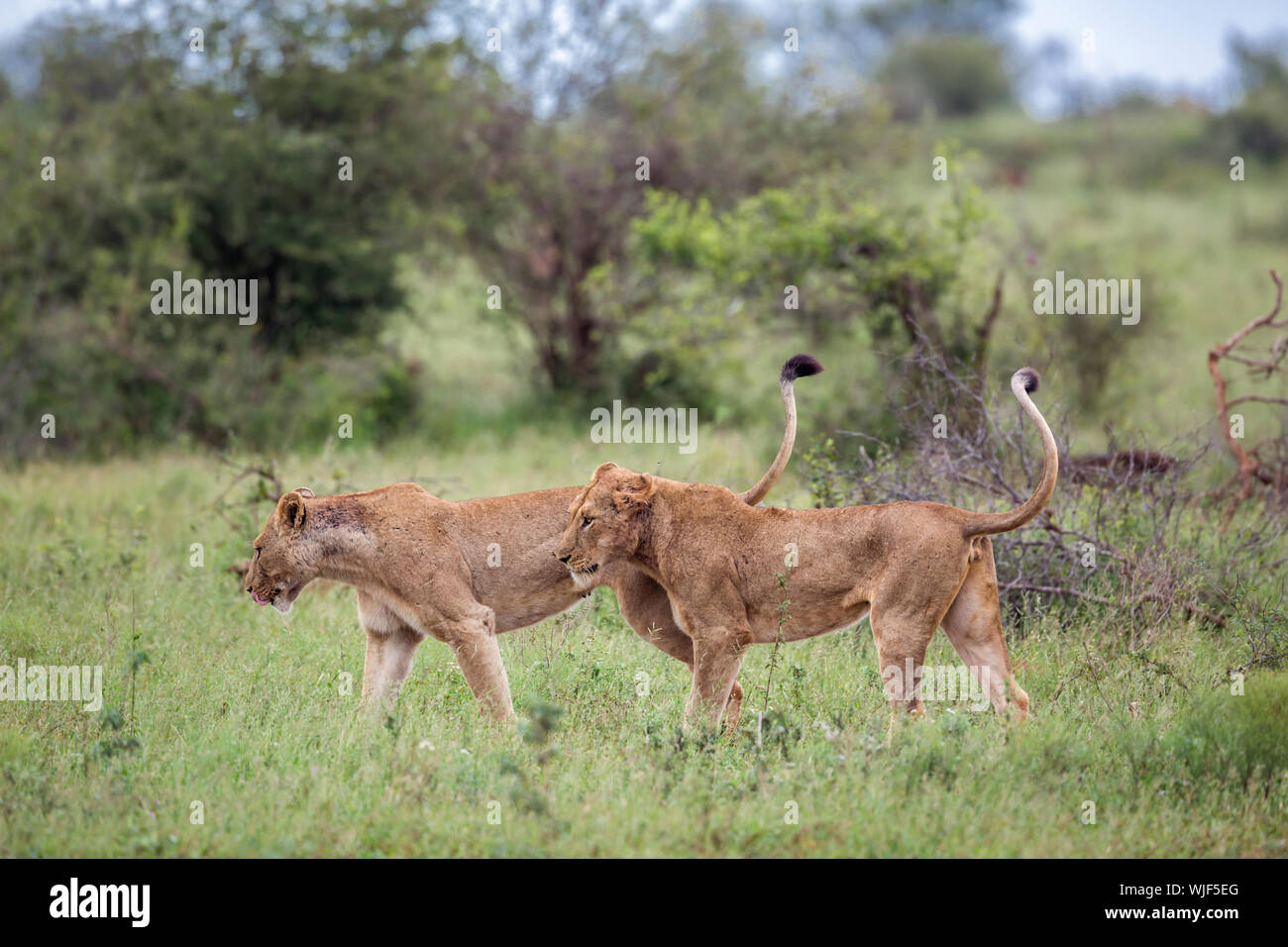Two African lioness tail up in green bush in Kruger National park ...