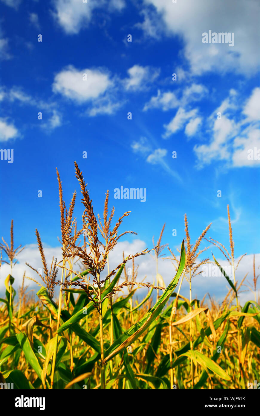 Farm field with growing corn under blue sky Stock Photo - Alamy