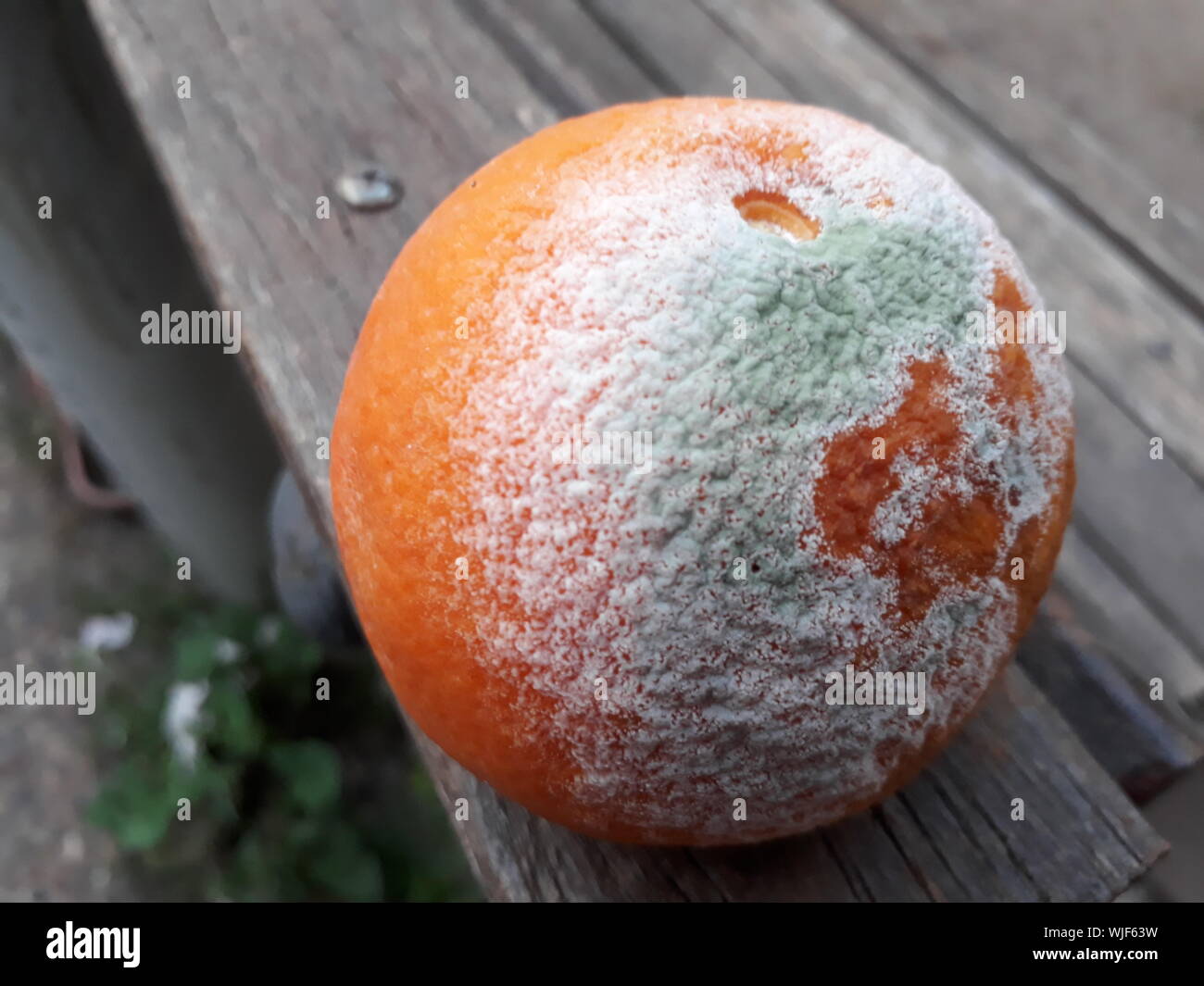 Rotten wood close up hi-res stock photography and images - Alamy