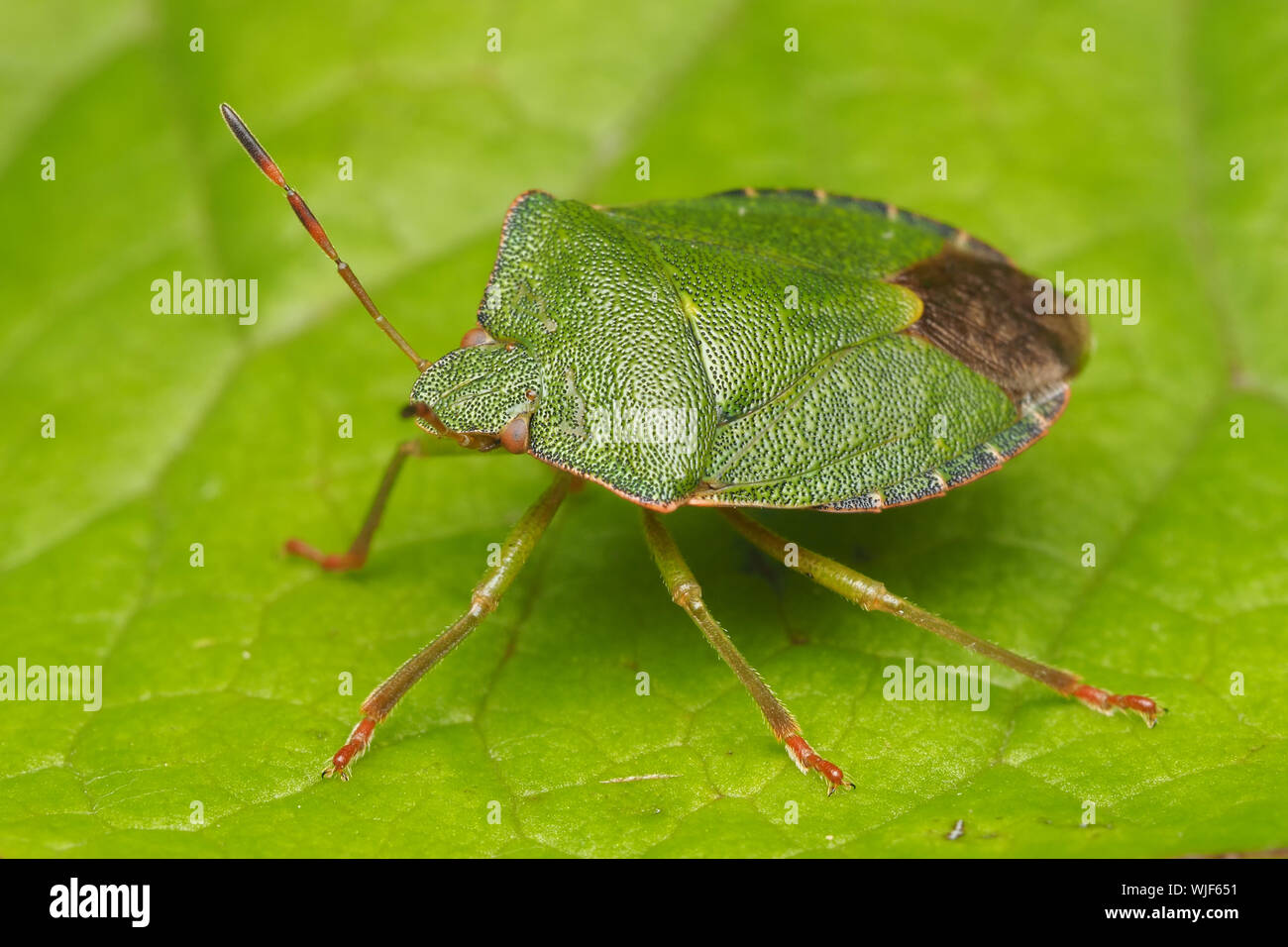 Common Green Shieldbug (Palomena prasina) sitting on leaf. Tipperary ...