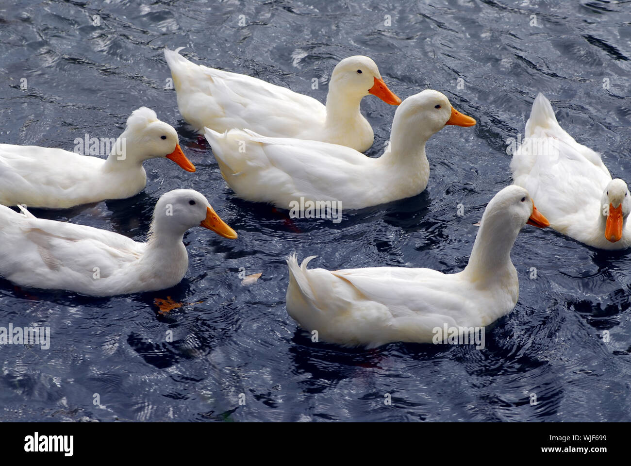 River few ducks swimming hi-res stock photography and images - Alamy